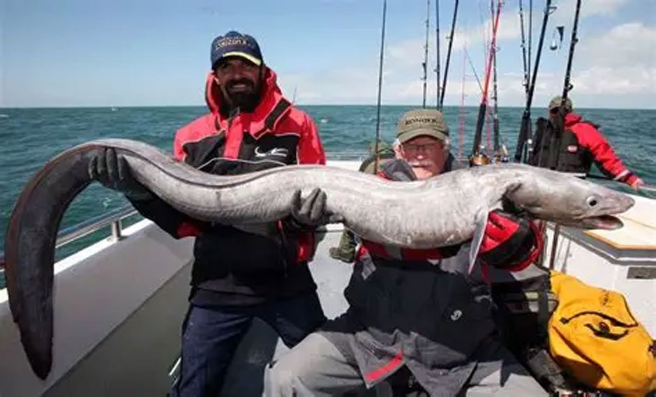 The Conger Eel: Unveiling the Giant of the Deep and Formidable Marine ...