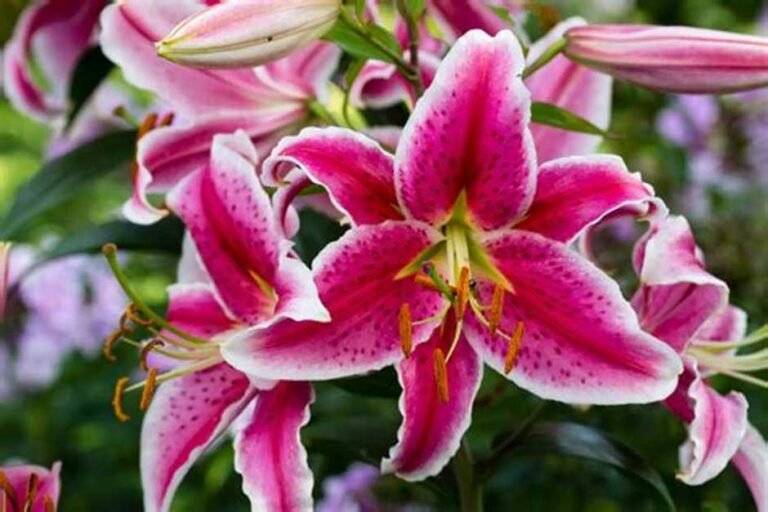 A Celestial Bloom: The Complete Guide to Stargazer Lilies Care, Meaning ...
